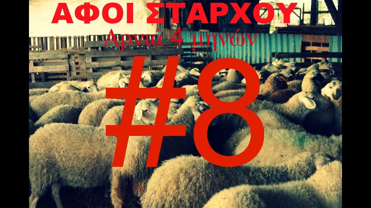 ΠΩΛΟΥΝΑΙ ΑΡΝΙΑ ΣΕ ΠΟΛΥ ΚΑΛΗ ΤΙΜΗ ! (4 ΜΗΝΩΝ ) - YouTube