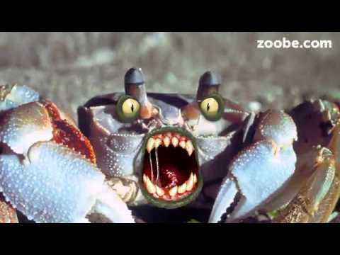 Mad crab oh noooooo? - YouTube