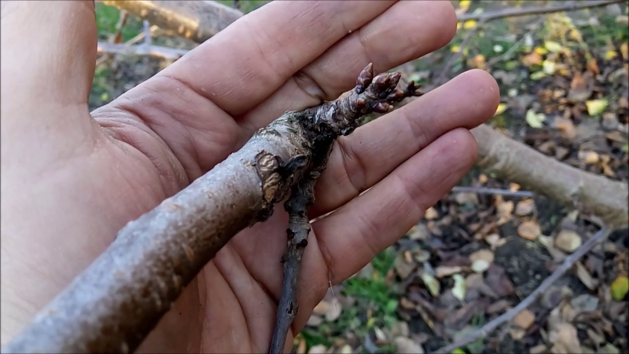 Mugurii de rod la cireș! cherry buds - YouTube