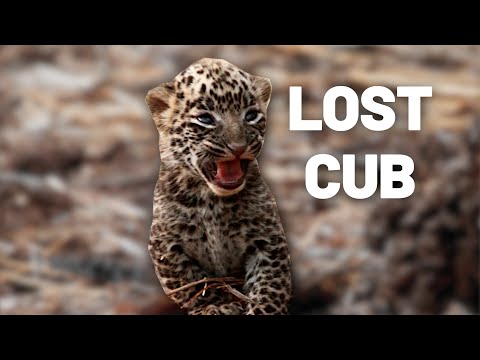 Lost Leopard Cubs / The Lion Kingdom