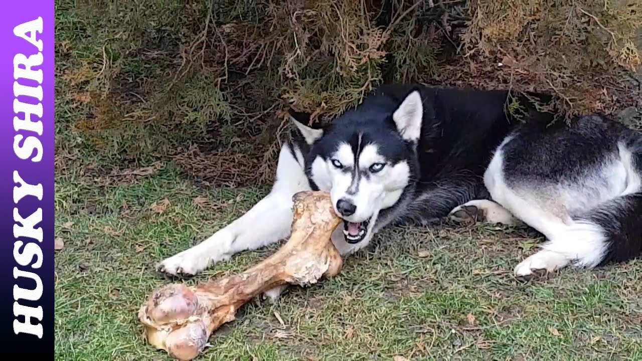 Husky Having A Blast With A Huge Bone - YouTube