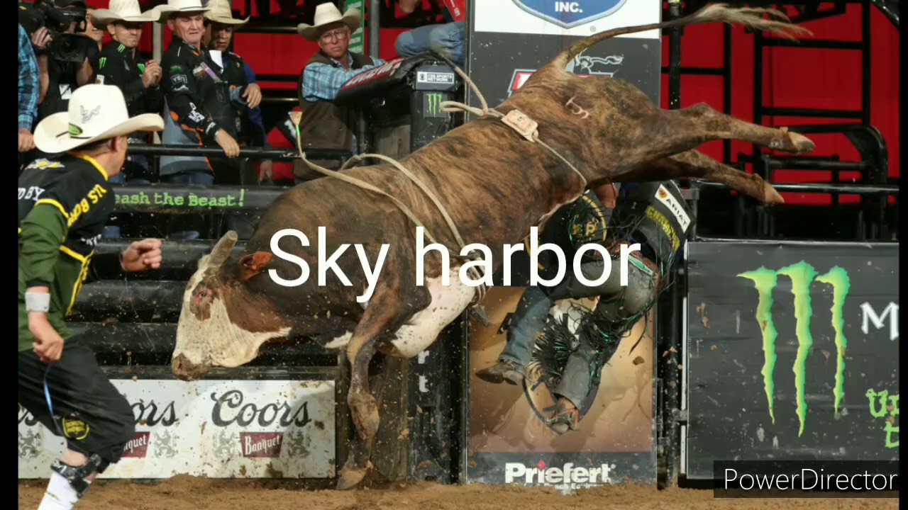 top pbr bulls of 2020 part 1 - YouTube