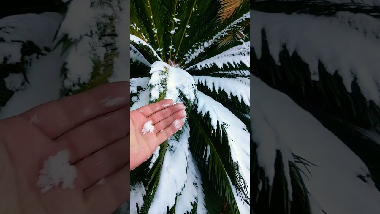 Promo Alexander Ortega Oficial - YouTube