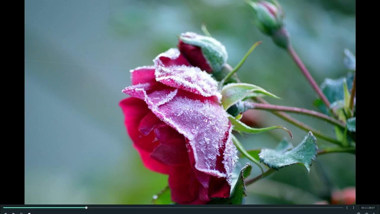 Audiobook of "Every Day" by David Levithan | Part 1 (Day 5994) - YouTube