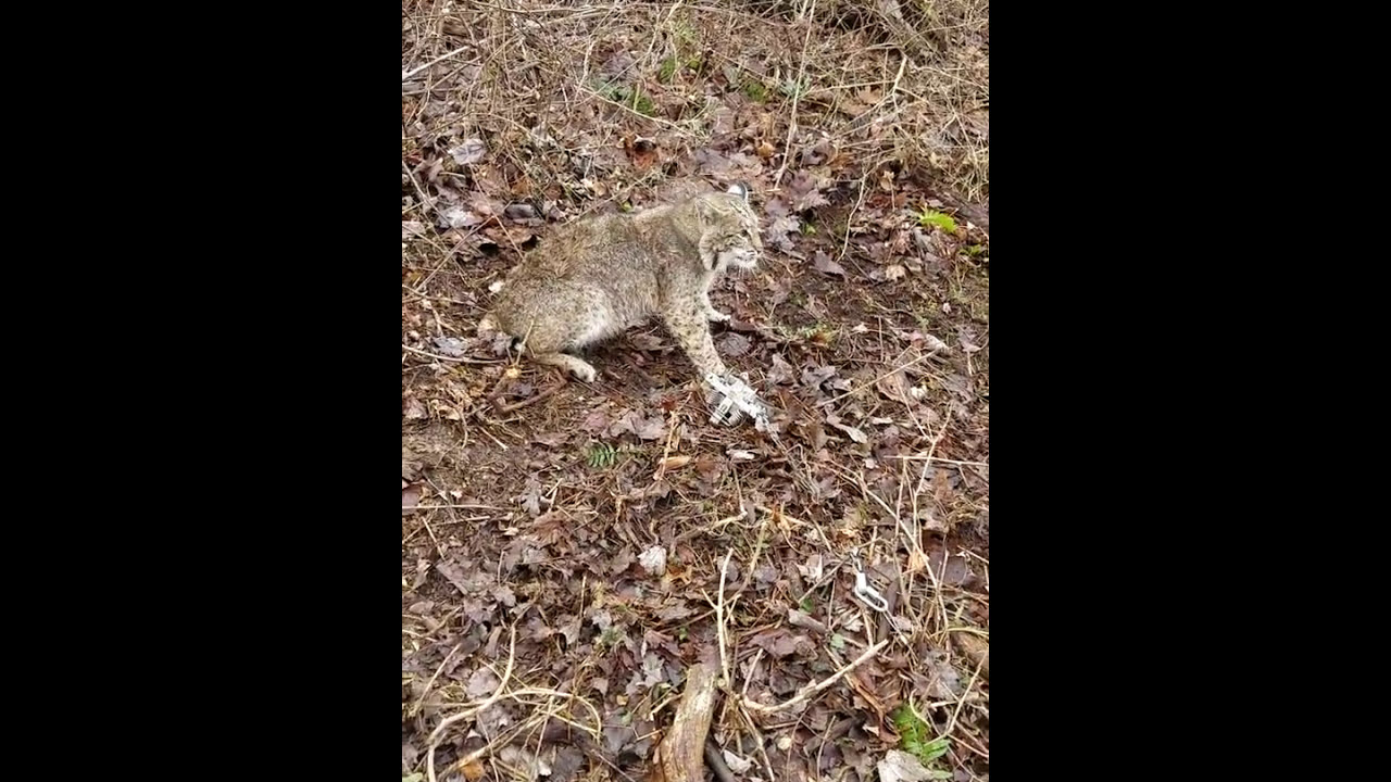 Ohio bobcat released from foot hold trap 1/29/18 - YouTube
