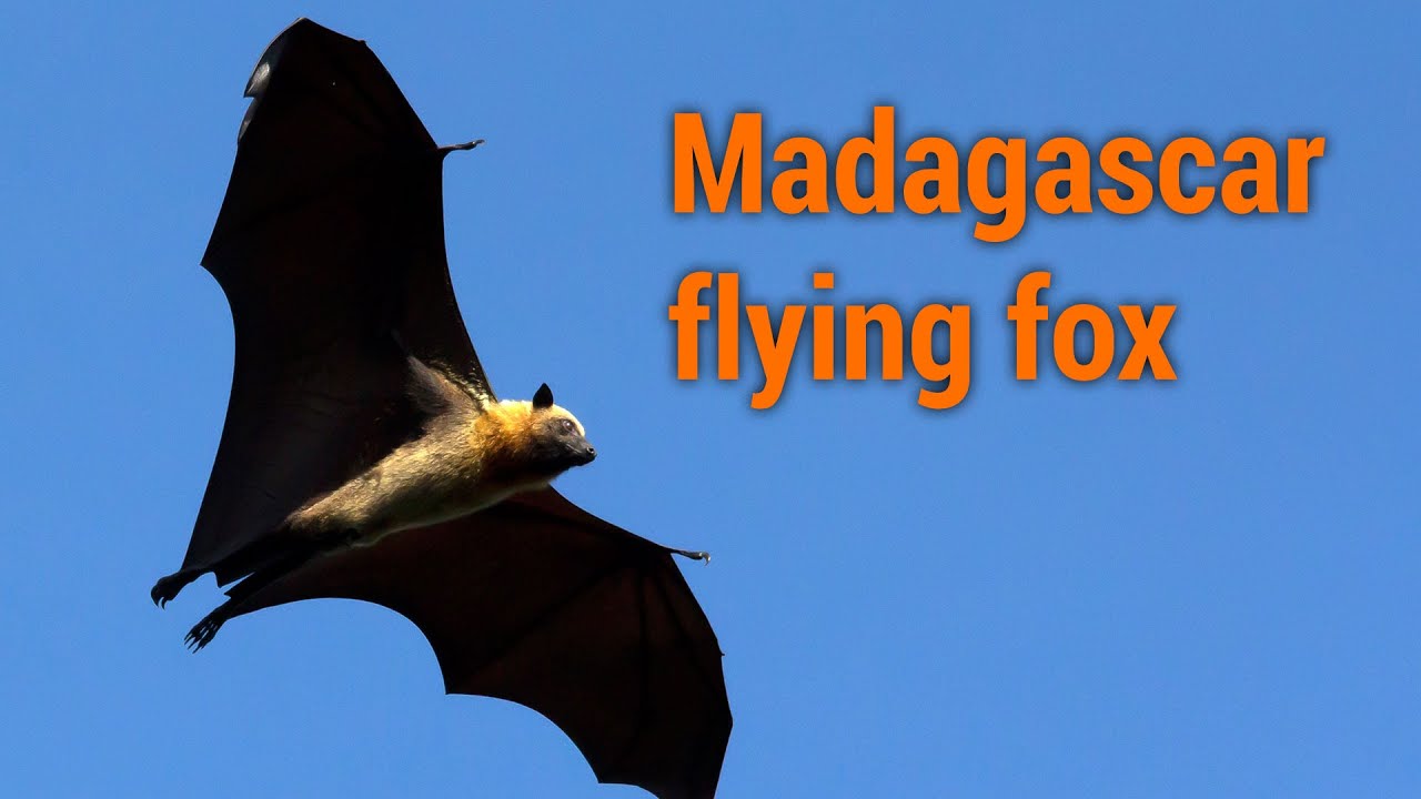 Madagascar flying fox bats roosting - YouTube