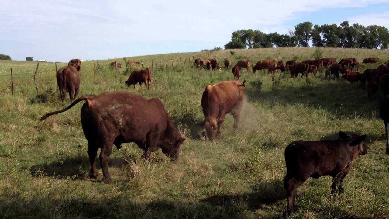 Calling Cows to the Bull Fight - YouTube