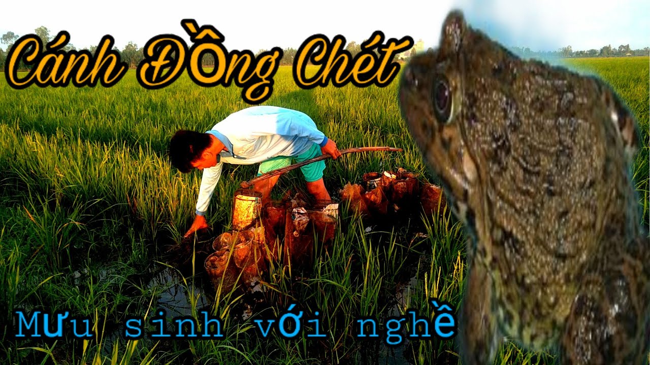 Mưu Sinh Với Nghề Đặt Lợp Ếch Trên Cánh Đồng Chét Sau Đêm Mưa || Catch ...