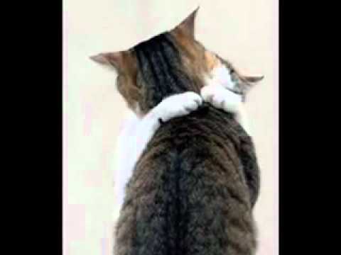 Everybody's Free To Wear Sunscreen Lyrics - YouTube