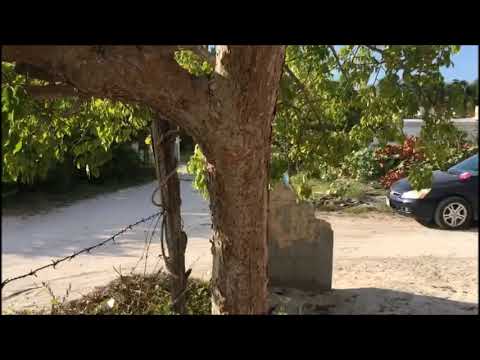 EXPATS FRIENDS KNOW THIS CHAKA LEGENDARY MEDICINAL TREE CHELEM YUCATAN ...