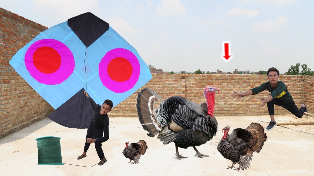 Big Gudda Flying & Caught New Turkey Birds | Kites - YouTube