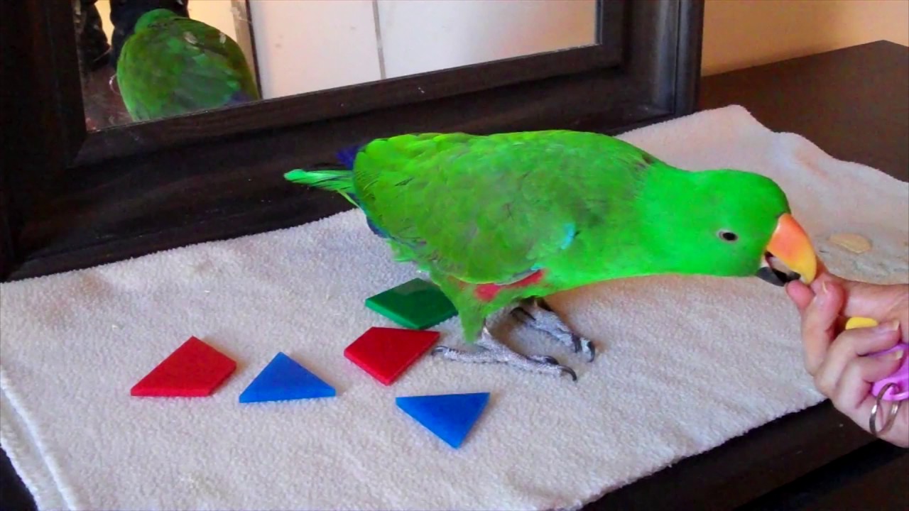 Jasper Eclectus Parrot Learns Shapes & Colours - YouTube