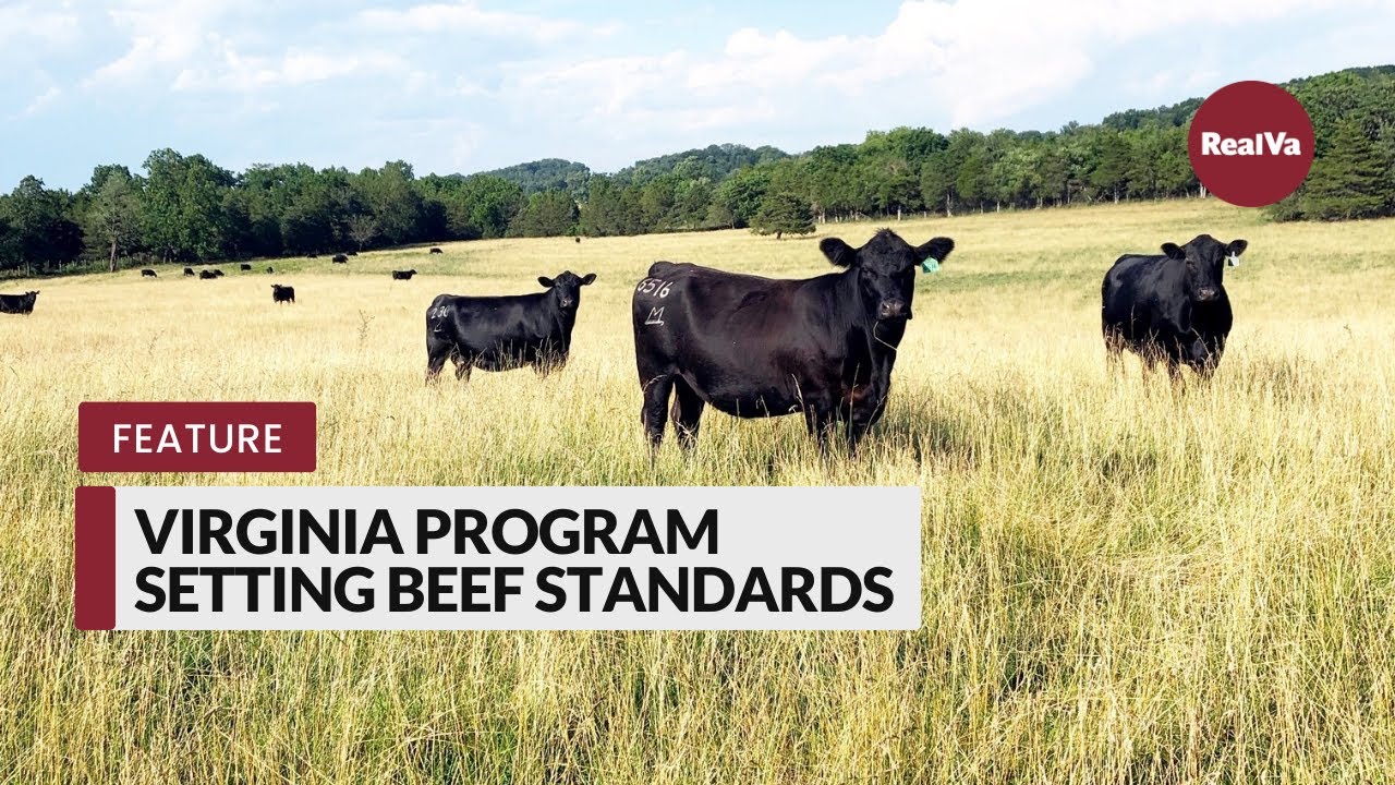 Virginia Program Setting Beef Standards - YouTube