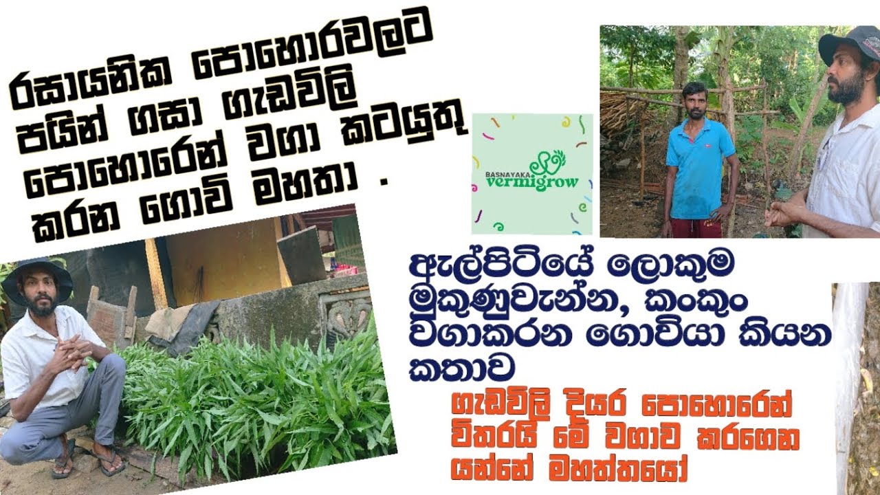 Vermicompost, Vermiwash , ගැඩවිලි දියර පොහොරෙන් වගාව.. කළු රත්තරං - YouTube
