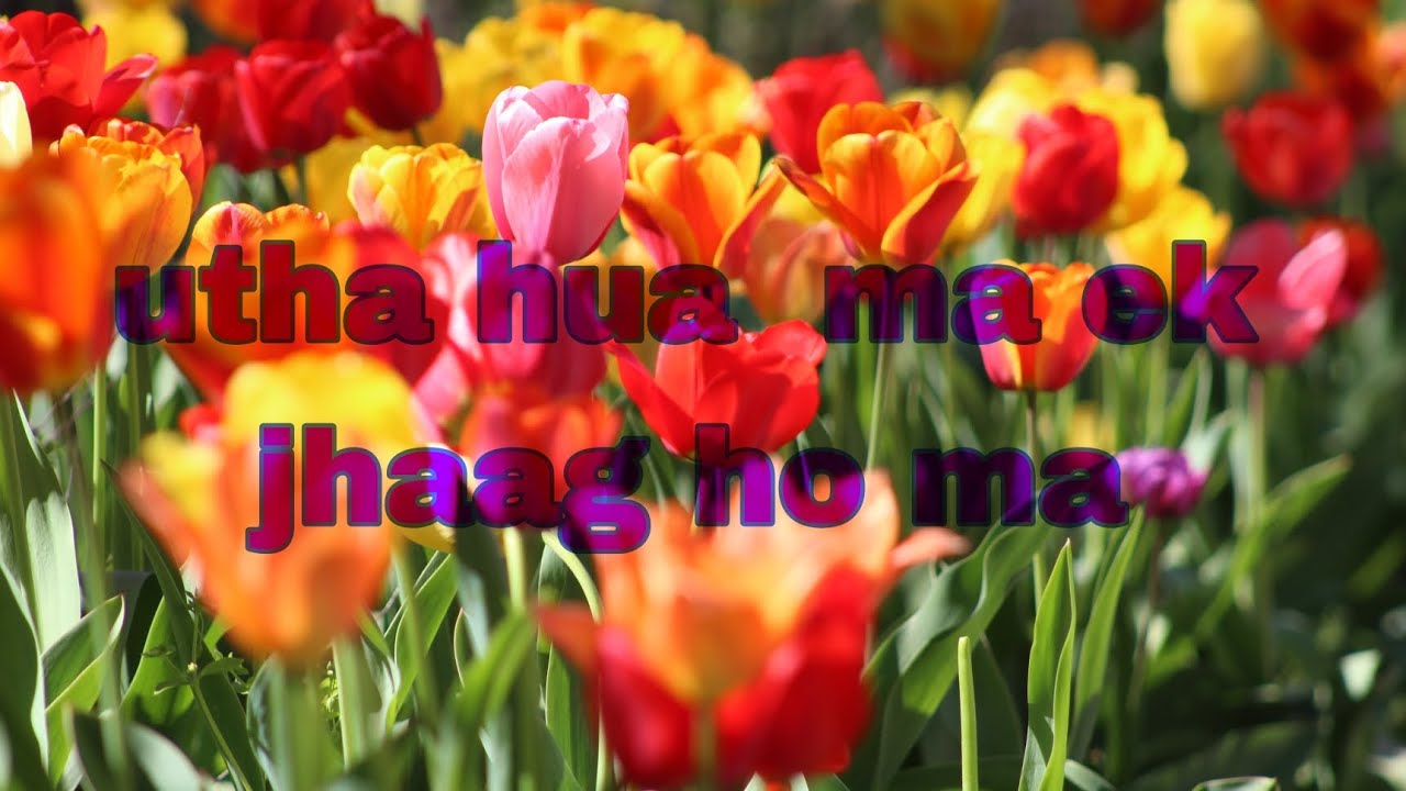 utha hua ek jhaag ho ma (singer-its shivam) love song #trendingvideo # ...