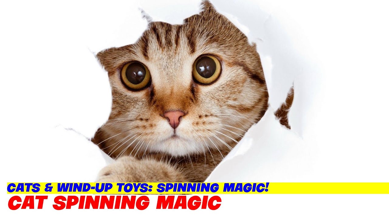Cats & Wind-Up Toys: Spinning Magic! - YouTube