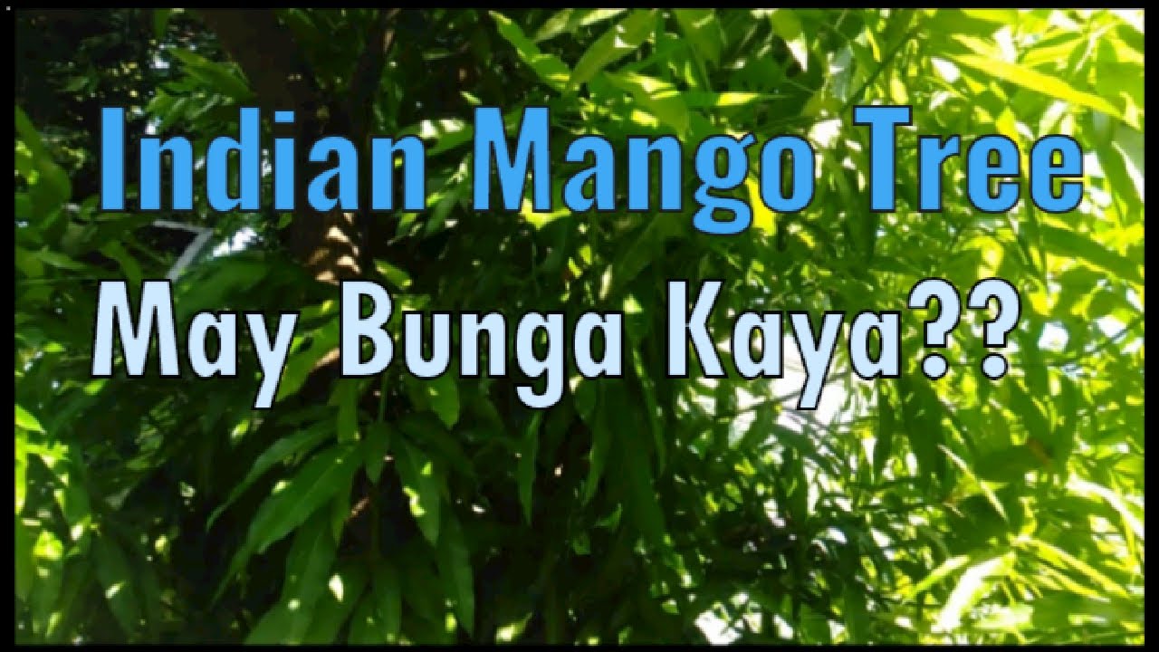 May Bunga Kaya Ang Indian Mango Tree Na Ito? || Panoorin Nyo Kung ...