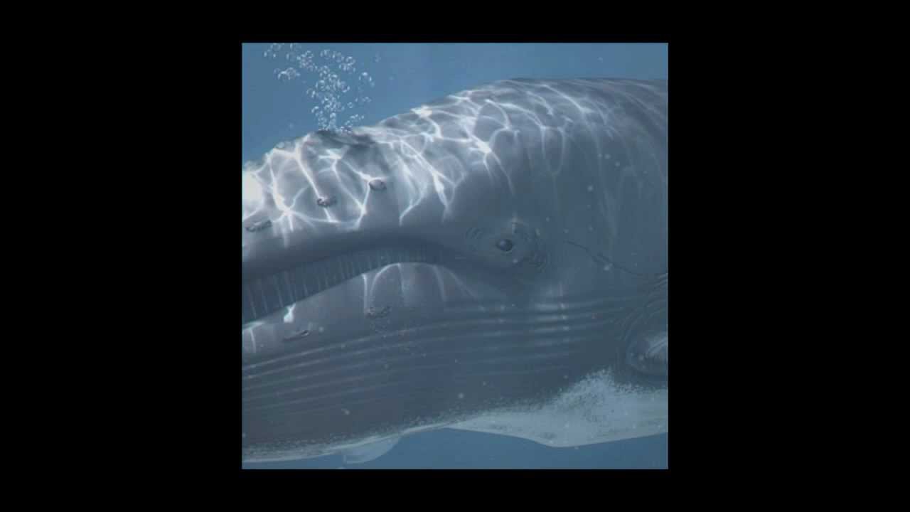 Whale 3D model |Animal Fish / Aquatic 3D model | max, 3ds, obj, c4d ...