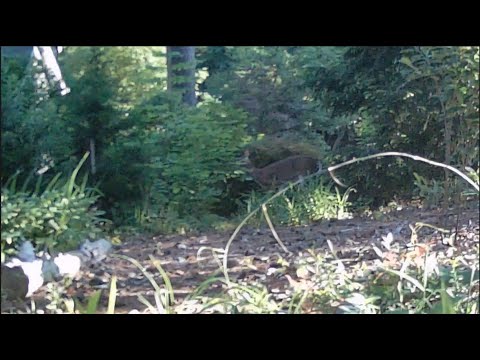 Whitetail Deer bounding through suburban garden with slomo repeats ...