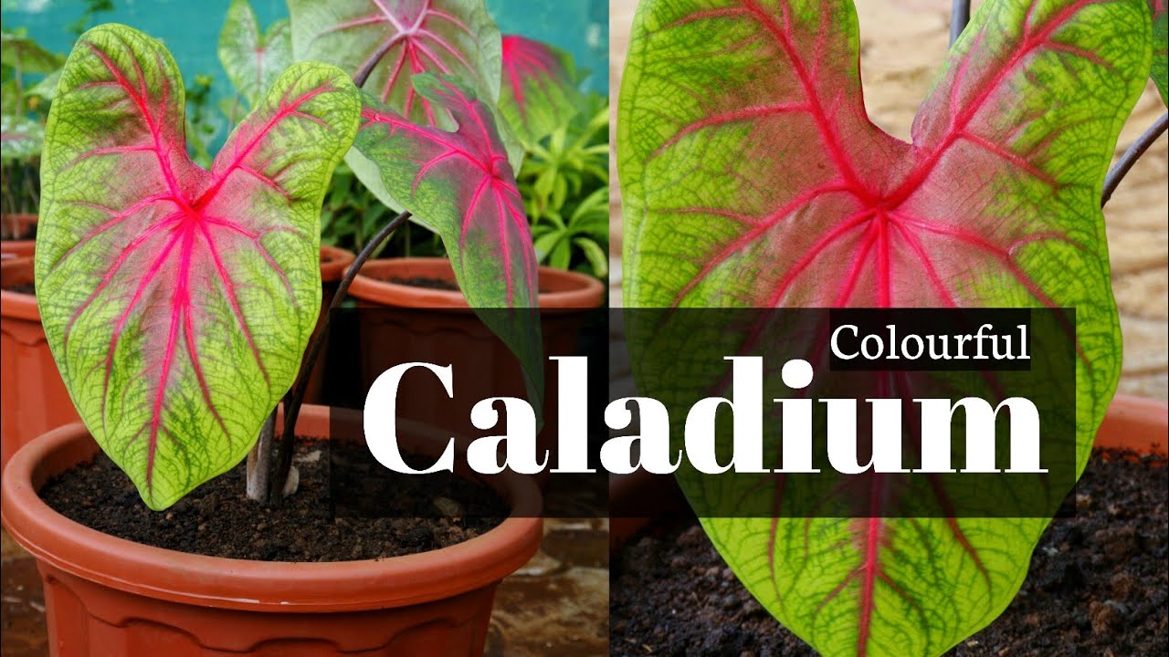 Care & propagation of Caladium | Best summer plant | Caladium Colourful ...