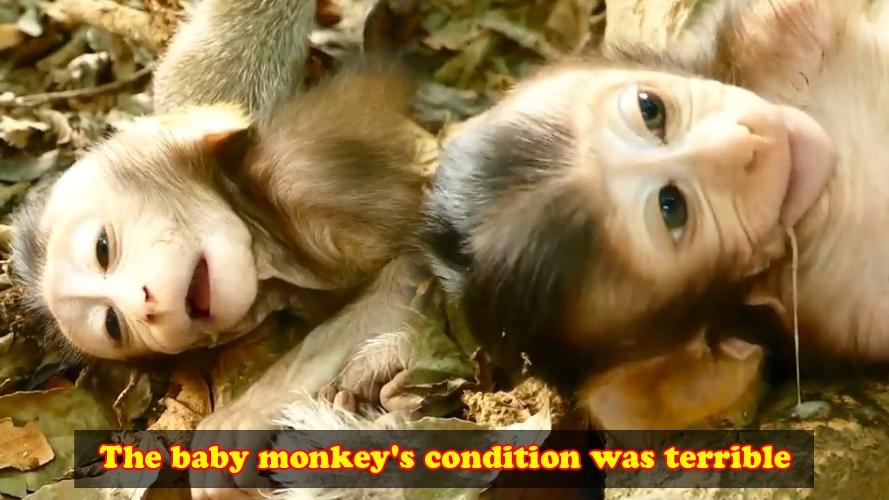 What happened to the little monkeys? they become weak and exhausted ...