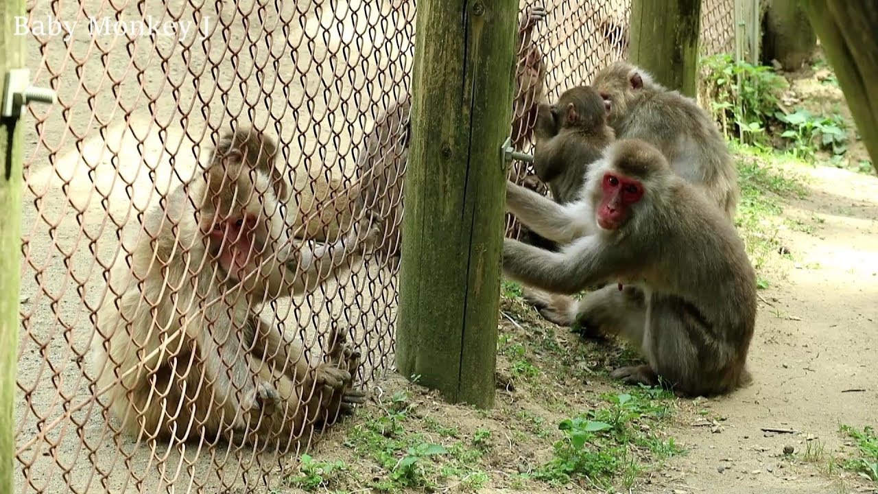 Cruel wire barriers for monkeys - YouTube