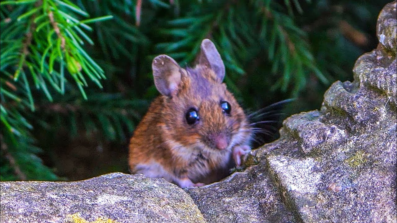 Purr-fect Relaxation:Live Stream of Cute Little Mouse for Your Cat's ...