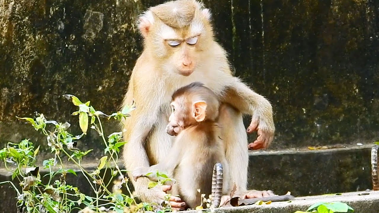 Very good! Beautiful single girl monkey Lila hug BB Rainbow full her ...