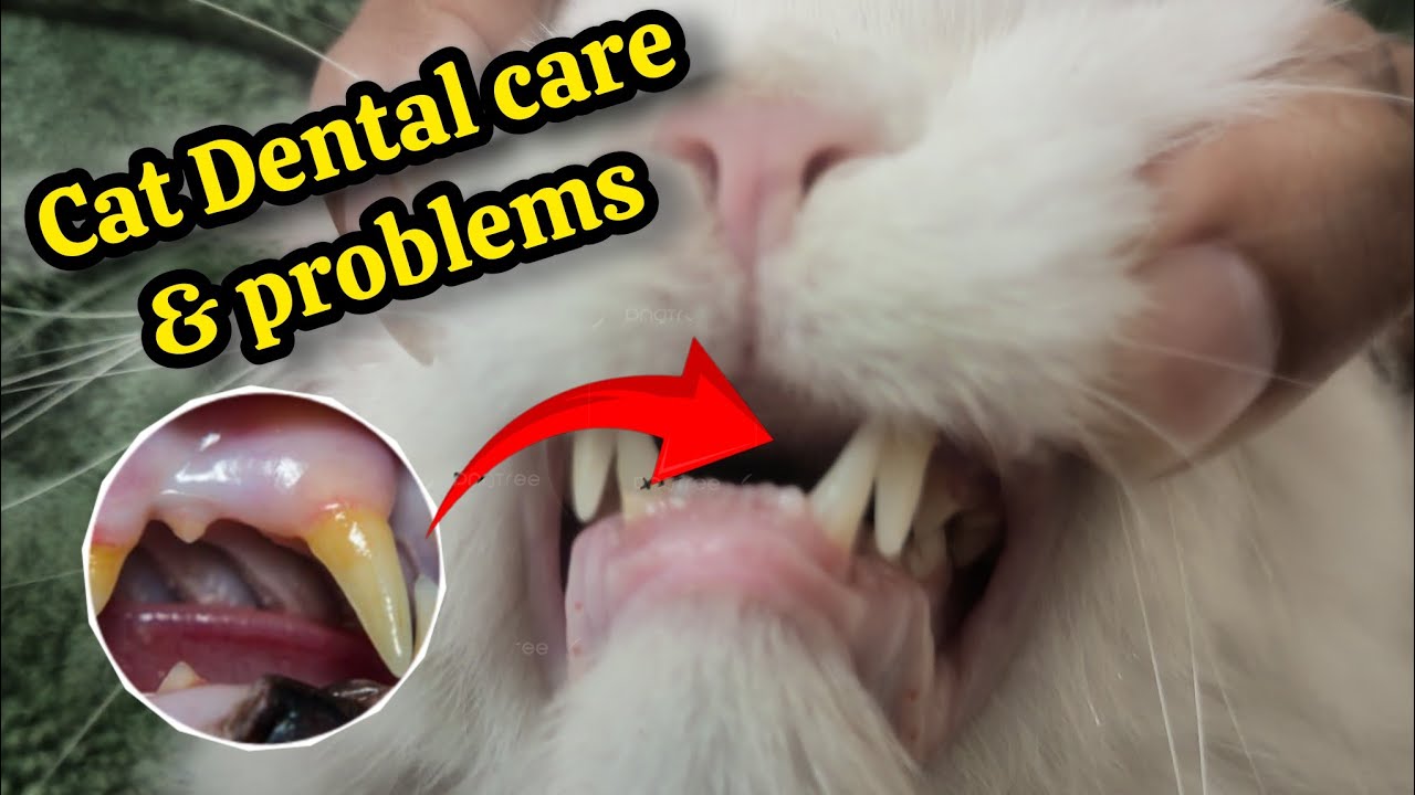 Cat dental health care || How to keep cat's teeth healthy & clean ...
