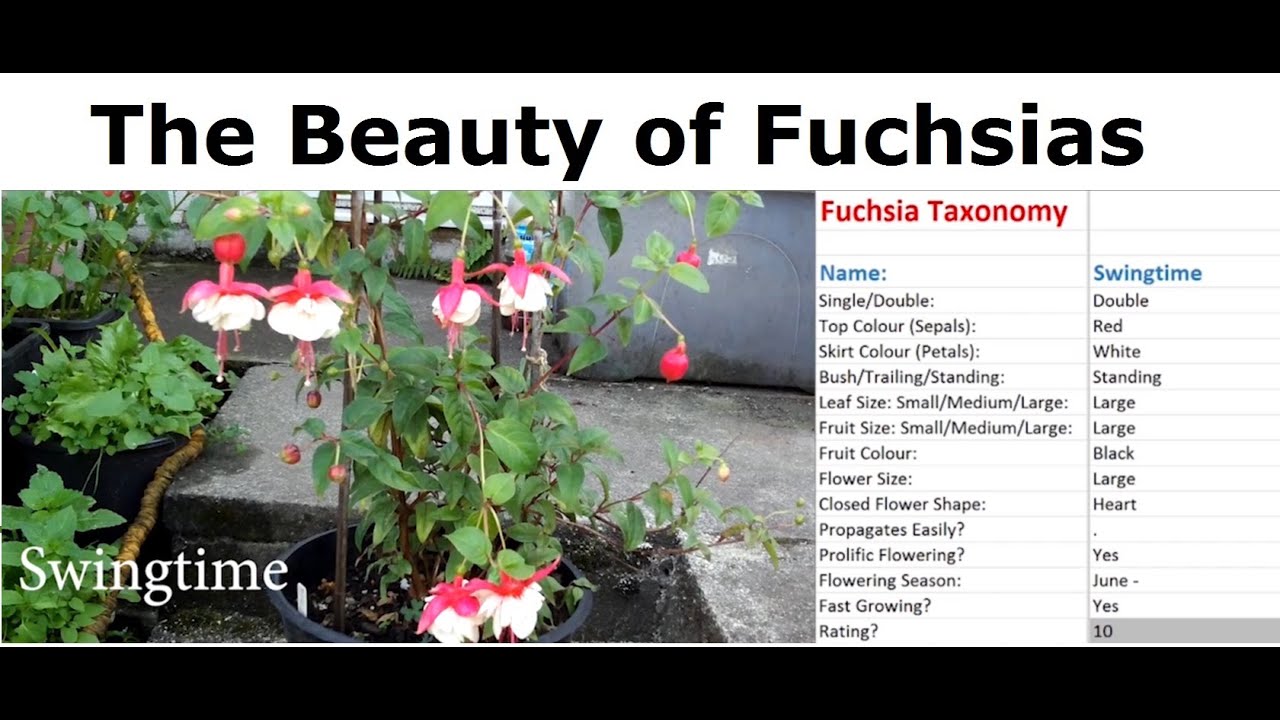 Fuchsias and their Names - The Beauty of Fuchsias - A Taxonomy - YouTube