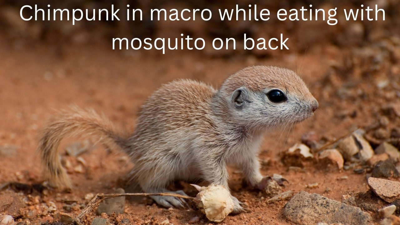 Chimpunk in macro while eating with mosquito on back - YouTube