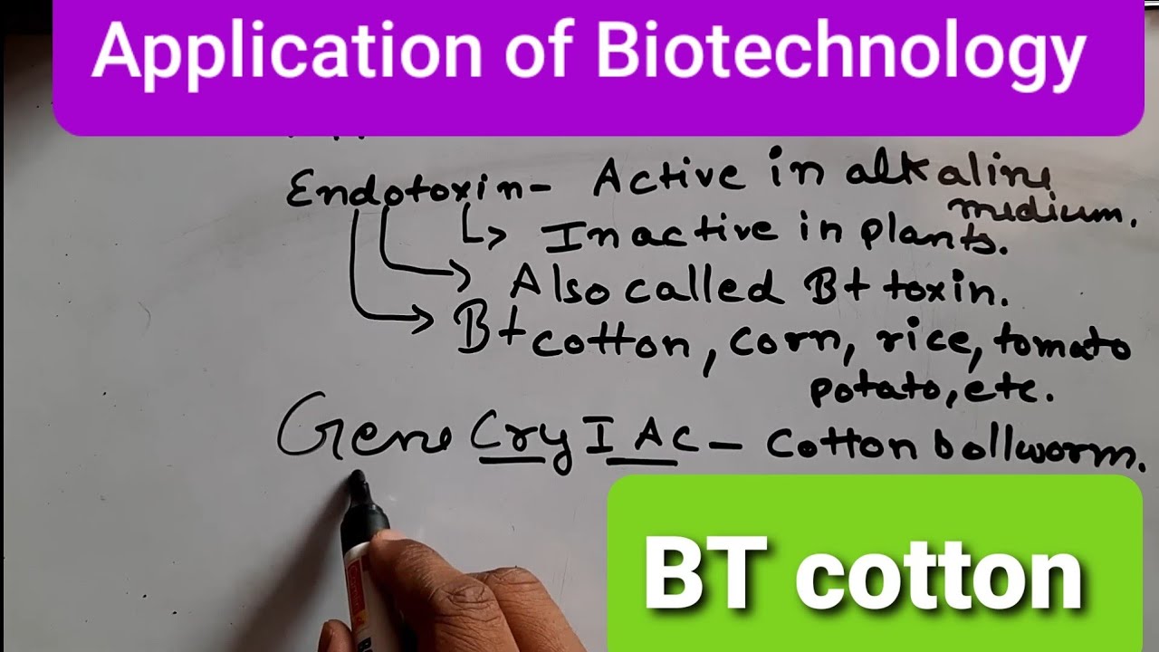 BT Cotton Biotechnology|| Application of Biotechnology #biotechnology # ...