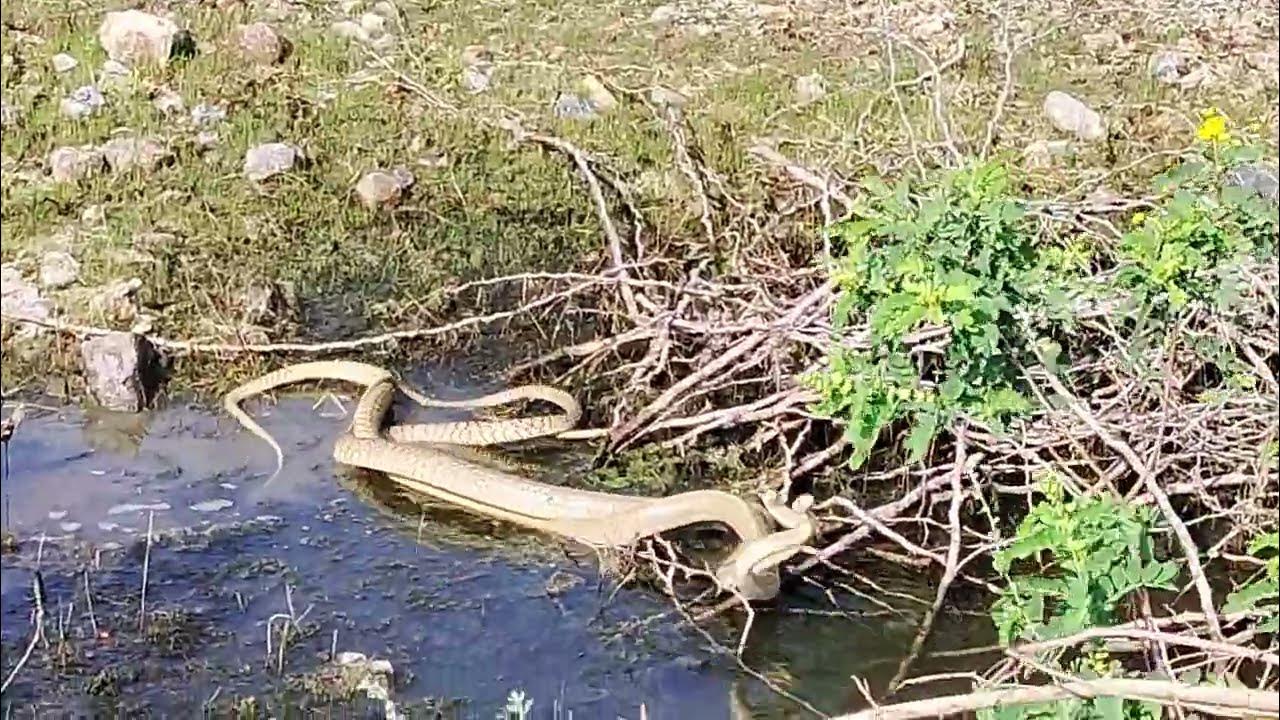 A Rare view of Indian Snake Dance-off || A N Photography || Nature ...