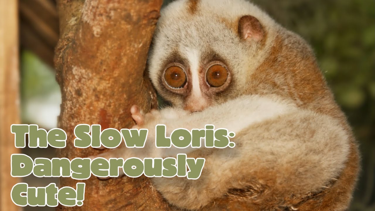 The Slow Loris: Dangerously Cute! Animal Science for Kids - YouTube