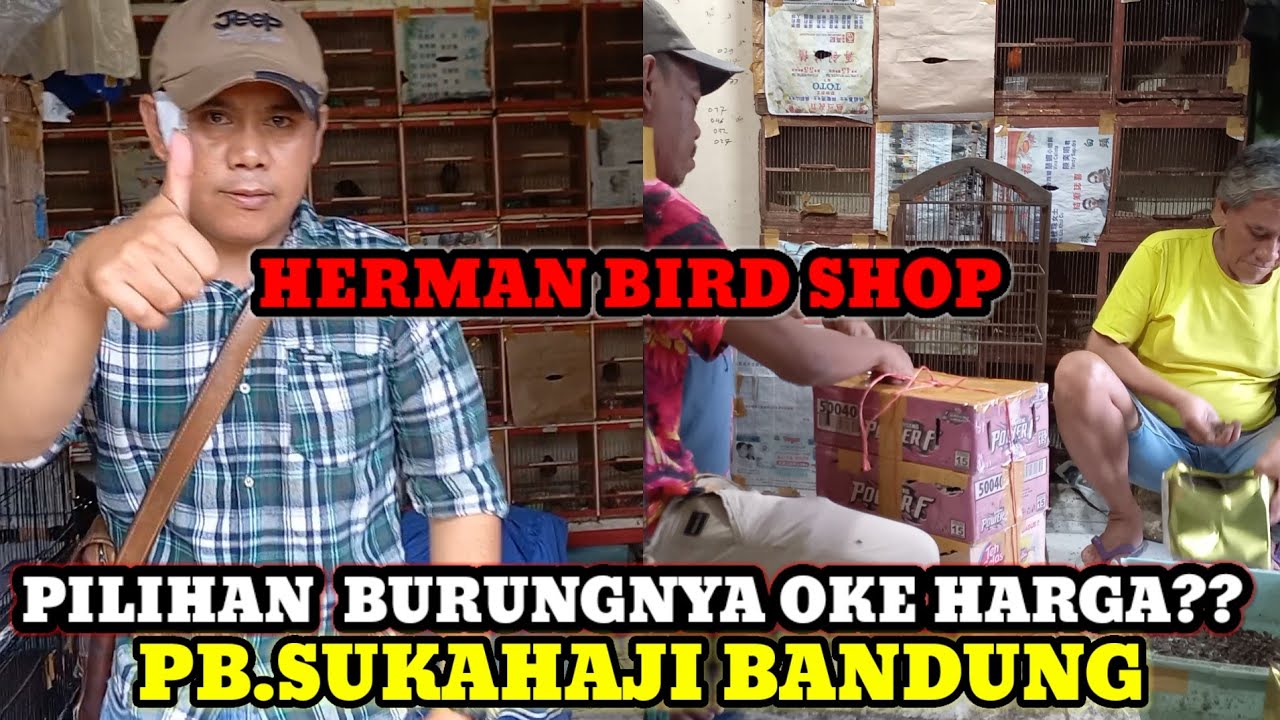 GREBEK KIOS HERMAN BIRD SHOP PASAR BURUNG SUKAHAJI BANDUNG - YouTube