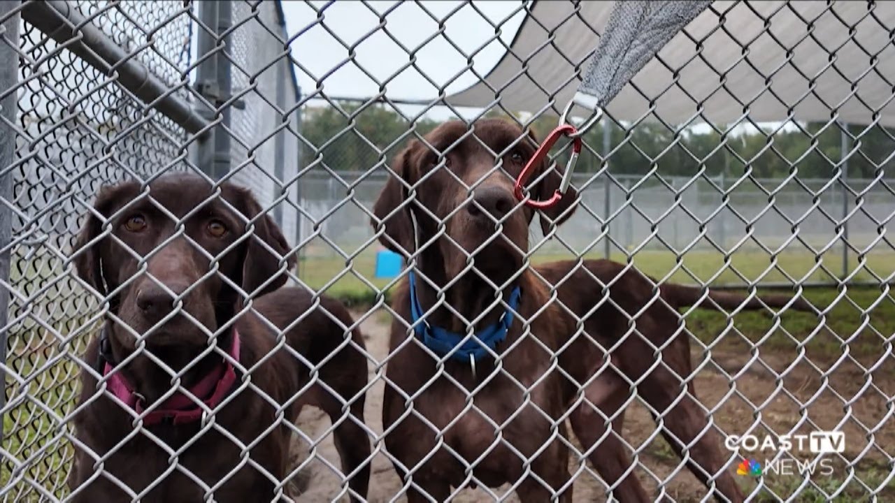 UPDATE: Rescued dogs will be up for adoption Wednesday and are looking ...
