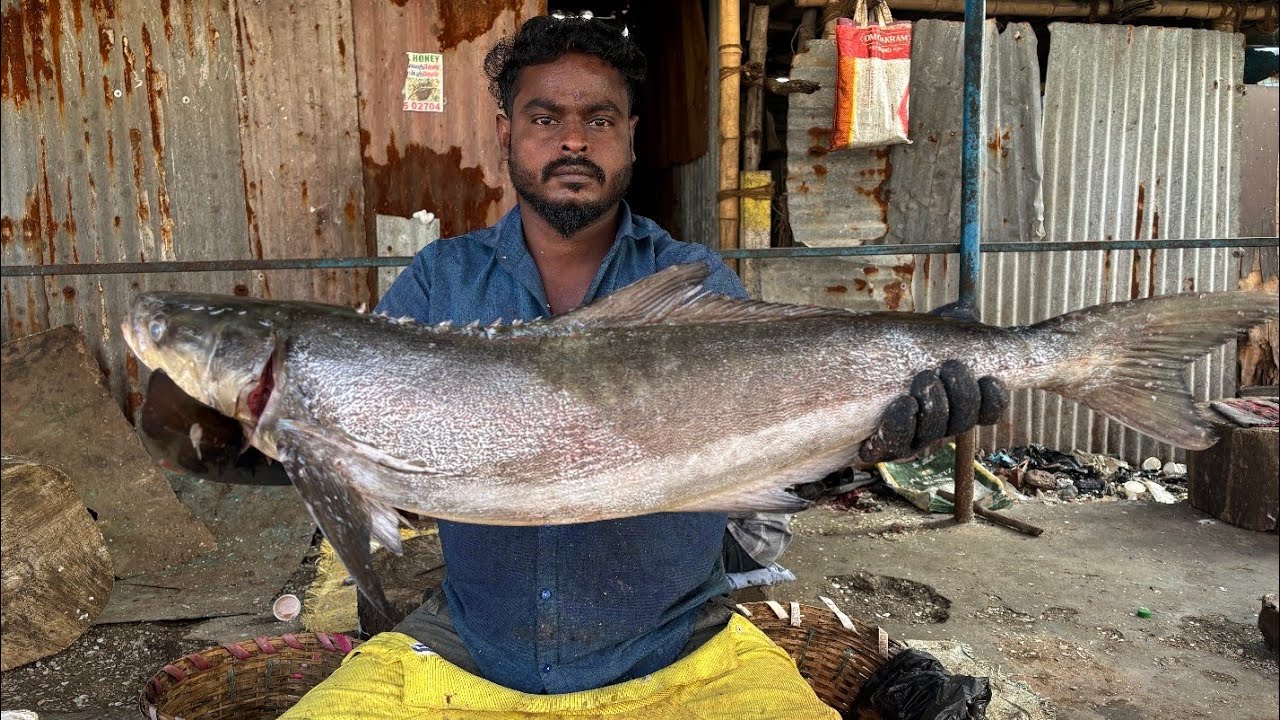 COBIA FISH | KADAL VIRAAL | KASIMEDU FISH CUTTING ⚡️VADACHENNAI ...