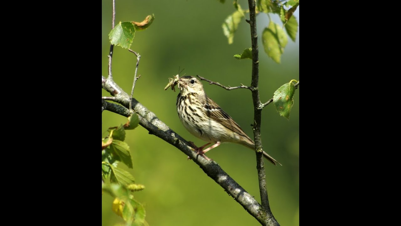 Boompieper/ Tree Pipit singing - YouTube