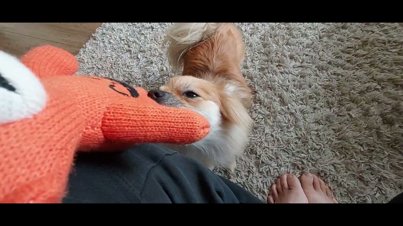 TIKI THE POMCHI MORNING TRAINING/TREAT AND TOYS - YouTube