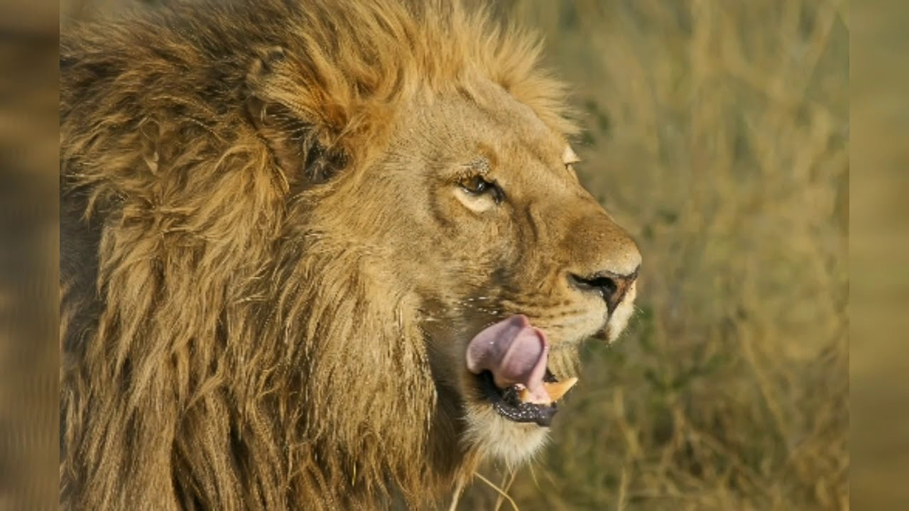 Lion - the king of the forest, - YouTube