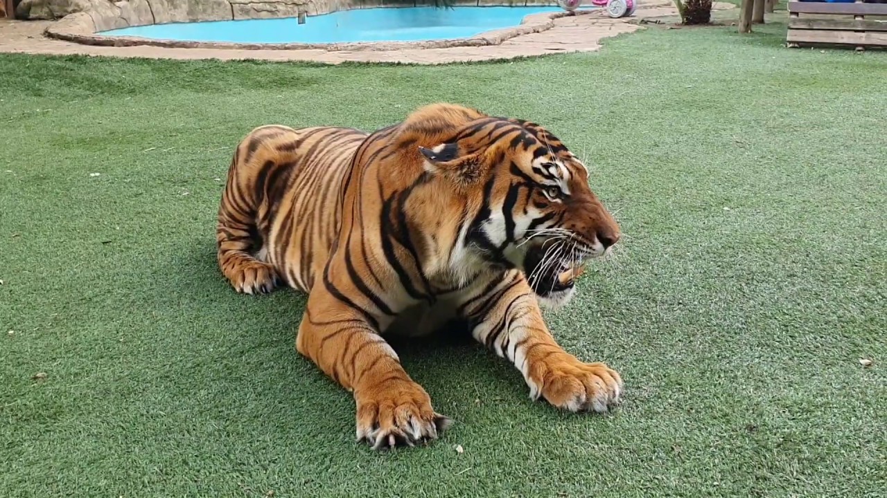 Did You flinch at the little kitty ! - YouTube