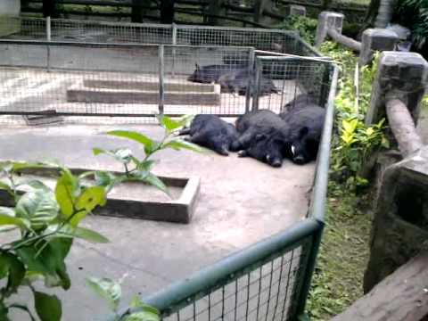 Animal farm in the Philippines - YouTube