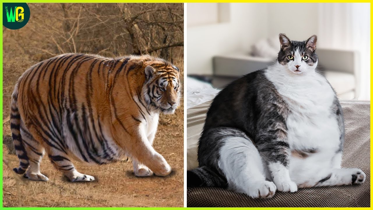 दुनिया के सबसे मोटे जानवर | 10 Fattest Animals in the World - YouTube