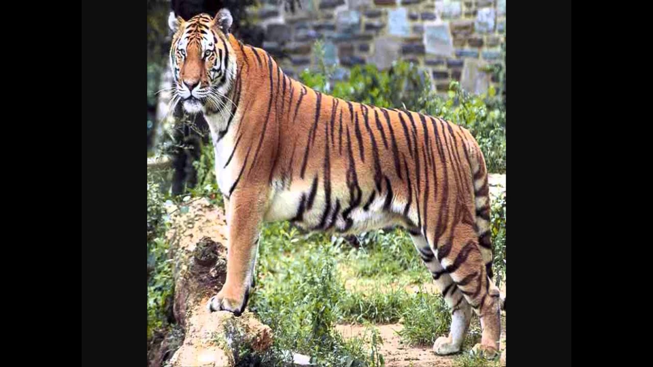 A Public Service Annoucement For Tiger Loaf - YouTube