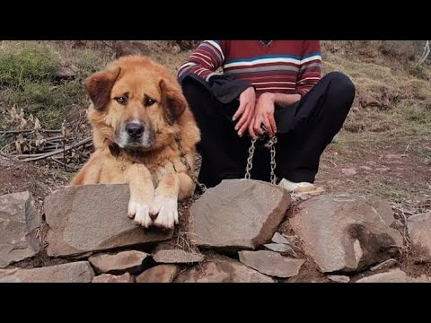 Beautiful Long Coat Bakarwal Dog | Best Guard Dog | Bakarwal Dog | Red ...