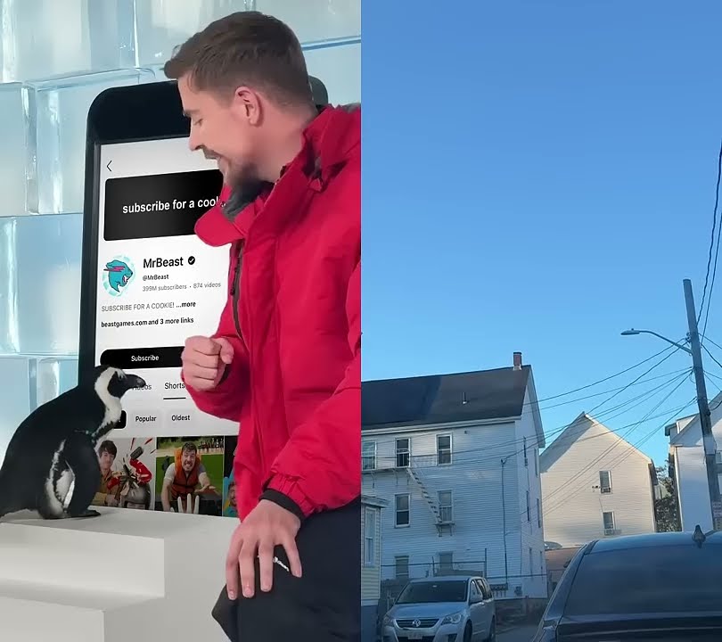 #penguin #humor @MrBeast - YouTube