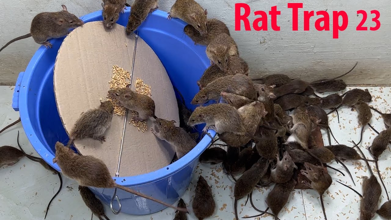 Rat trap \ mouse trap \ The best mousetrap in the world - YouTube