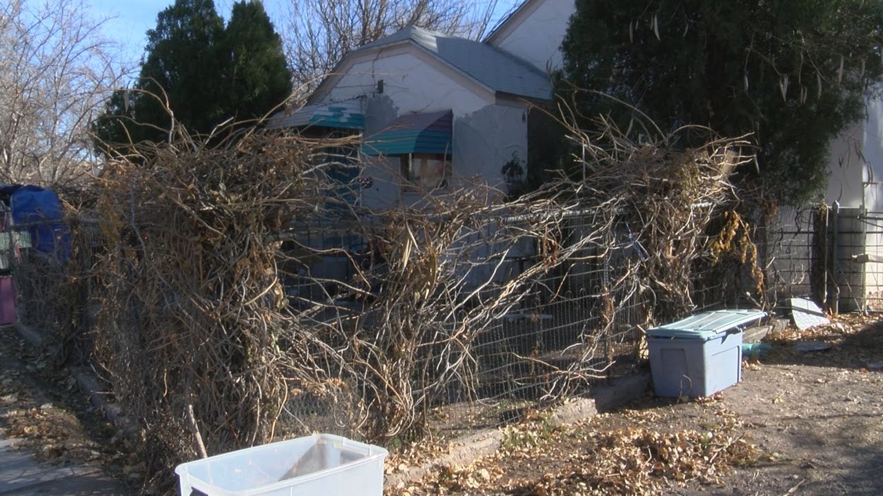 Neighbor wants county to clean 'junkyard' house - YouTube
