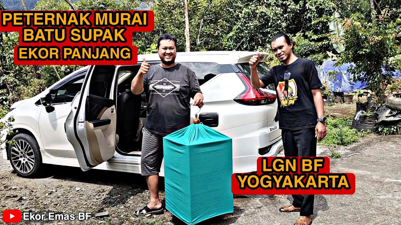 LGN BF YOGYAKARTA, PETERNAK MURAI BATU SUPAK EKOR PANJANG. - YouTube