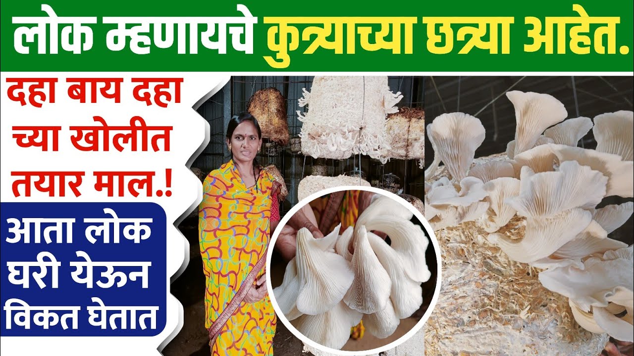 mushroom sheti in marathi | मशरूम शेती कशी करावी | mashroom farming in ...